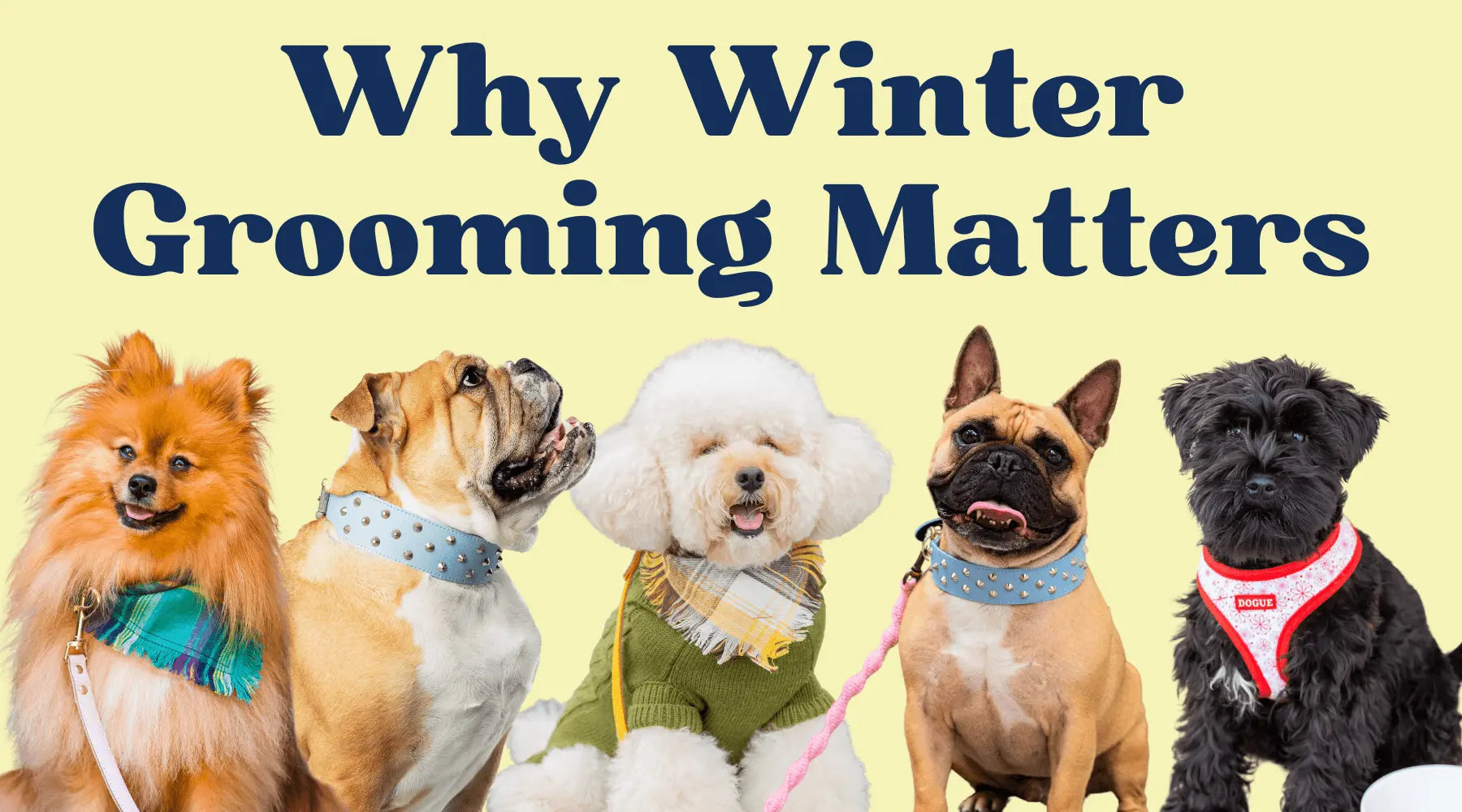 Why Winter Dog Grooming Matters | ClubDOGUE Blog Post