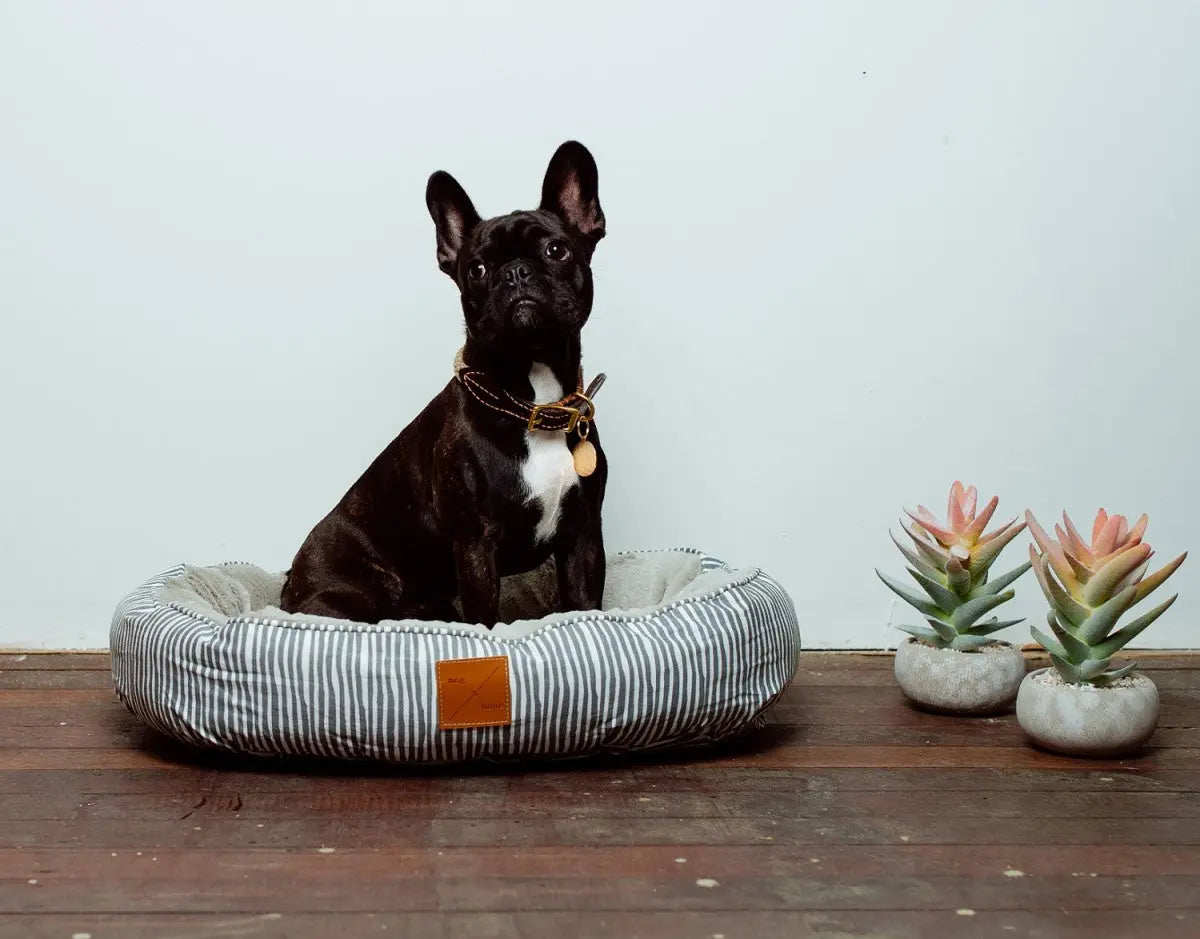 Behind the brand Mog & Bone | Dog Blog - DOGUE