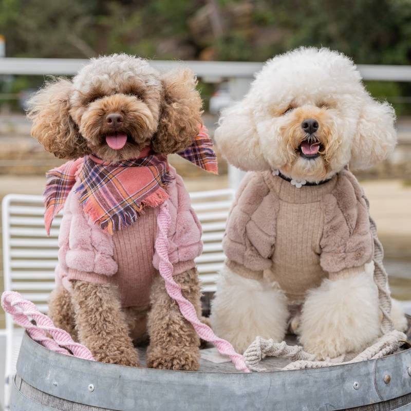 DOGUE | Australia's Best Pet Store | Shop Online for Your Dog