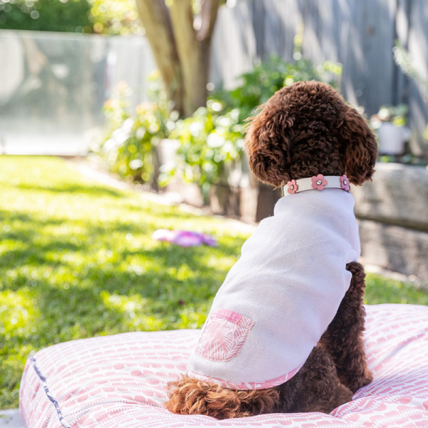 DOGUE | Australia's Best Pet Store | Shop Online for Your Dog