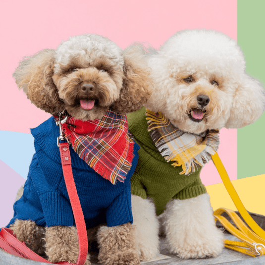 DOGUE | Australia's Best Pet Store | Shop Online for Your Dog