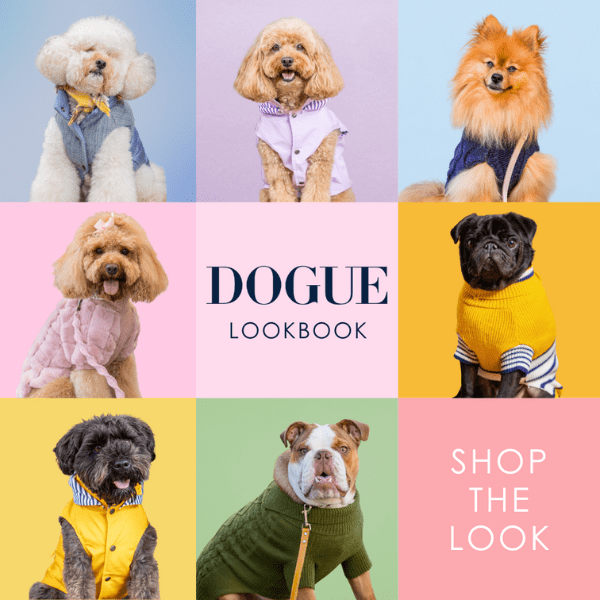 DOGUE | Australia's Best Pet Store | Shop Online for Your Dog