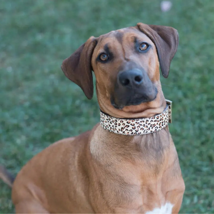 Sale | Buy Online at DOGUE