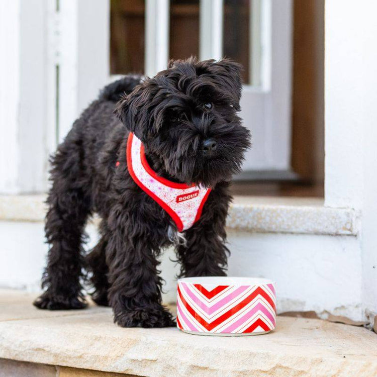 DOGUE | Australia's Best Pet Store | Shop Online for Your Dog