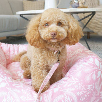 DOGUE | Australia's Best Pet Store | Shop Online for Your Dog