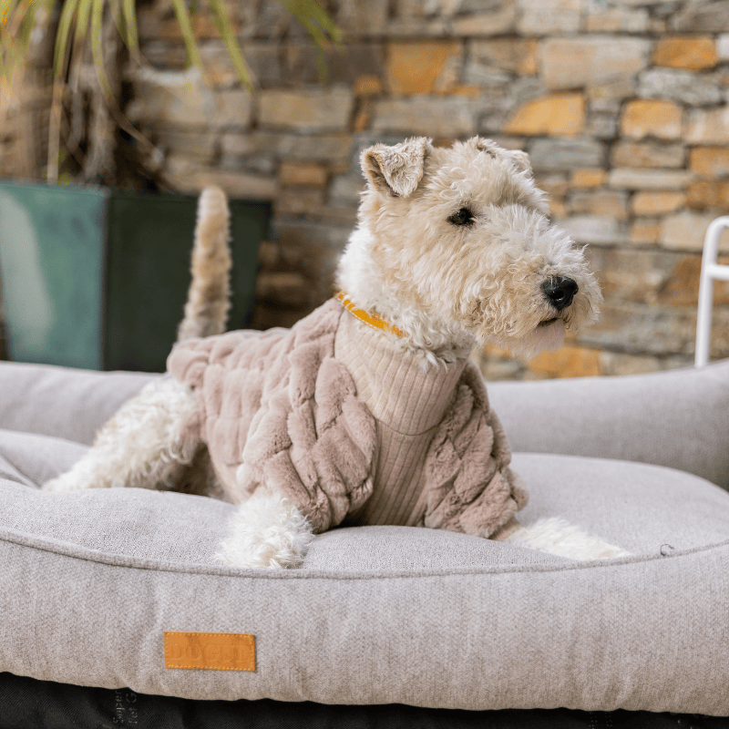 DOGUE | Australia's Best Pet Store | Shop Online for Your Dog
