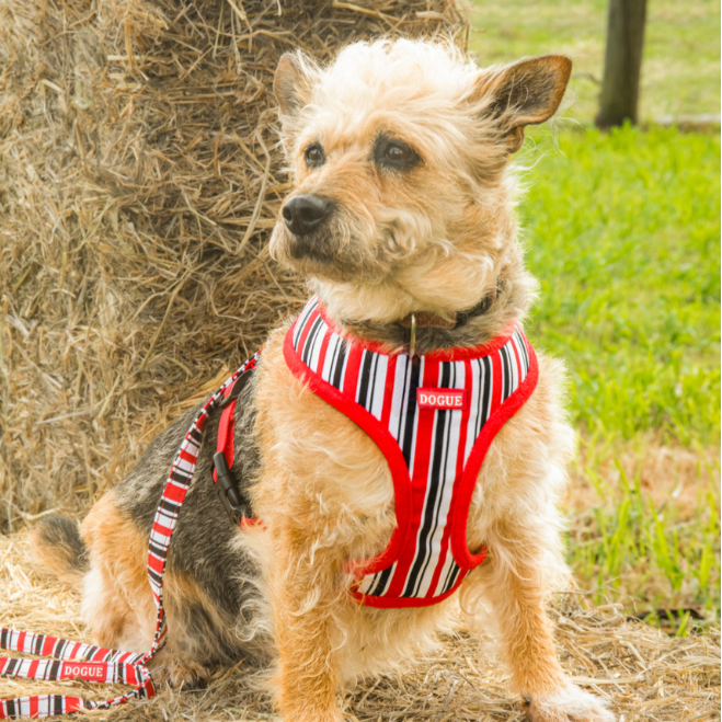 DOGUE | Australia's Best Pet Store | Shop Online for Your Dog